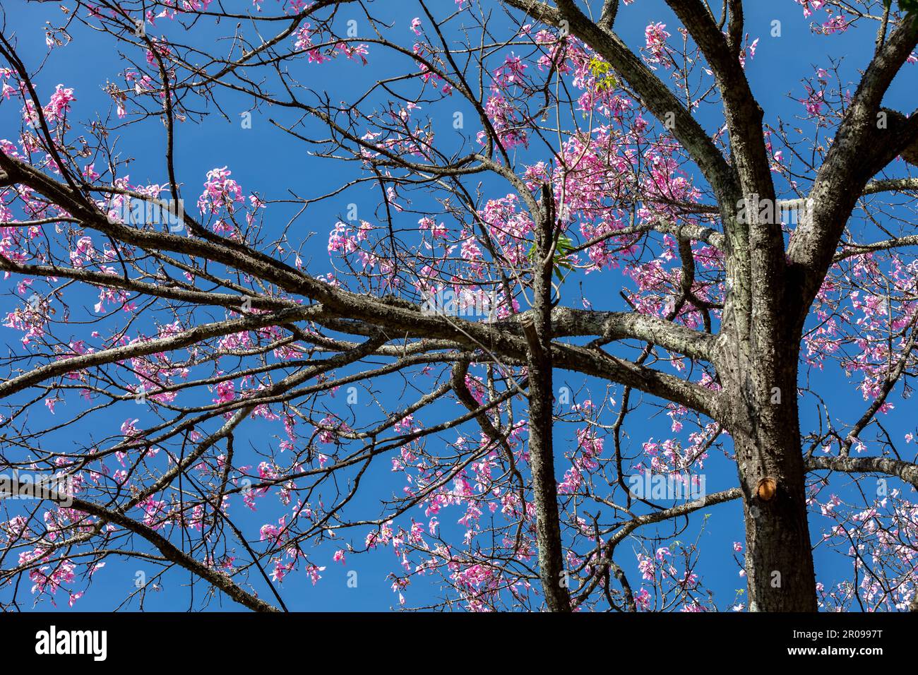 Flower of Ceiba speciosa or Chorisia speciosa pollinating bees in ...