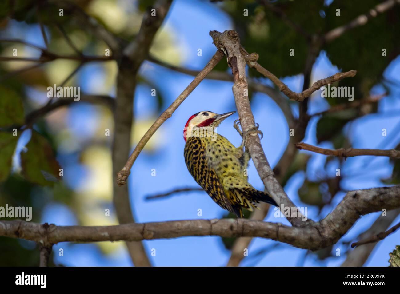 bird of the Picidae family. It is known as woodpecker-carijó or ...