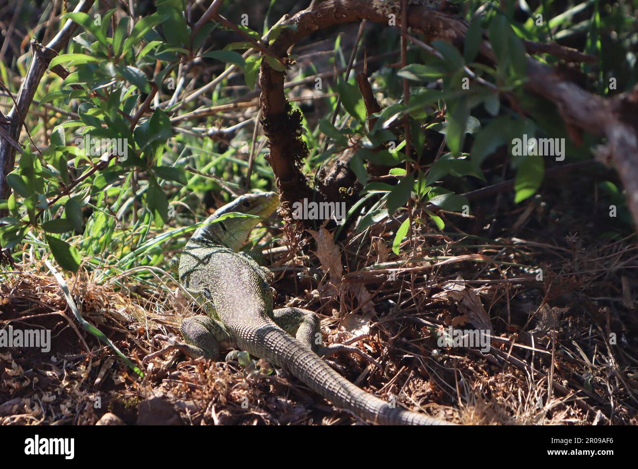 Ocellated lizard, Timon lepidus, in Torcal de Antequera, Sierra del ...