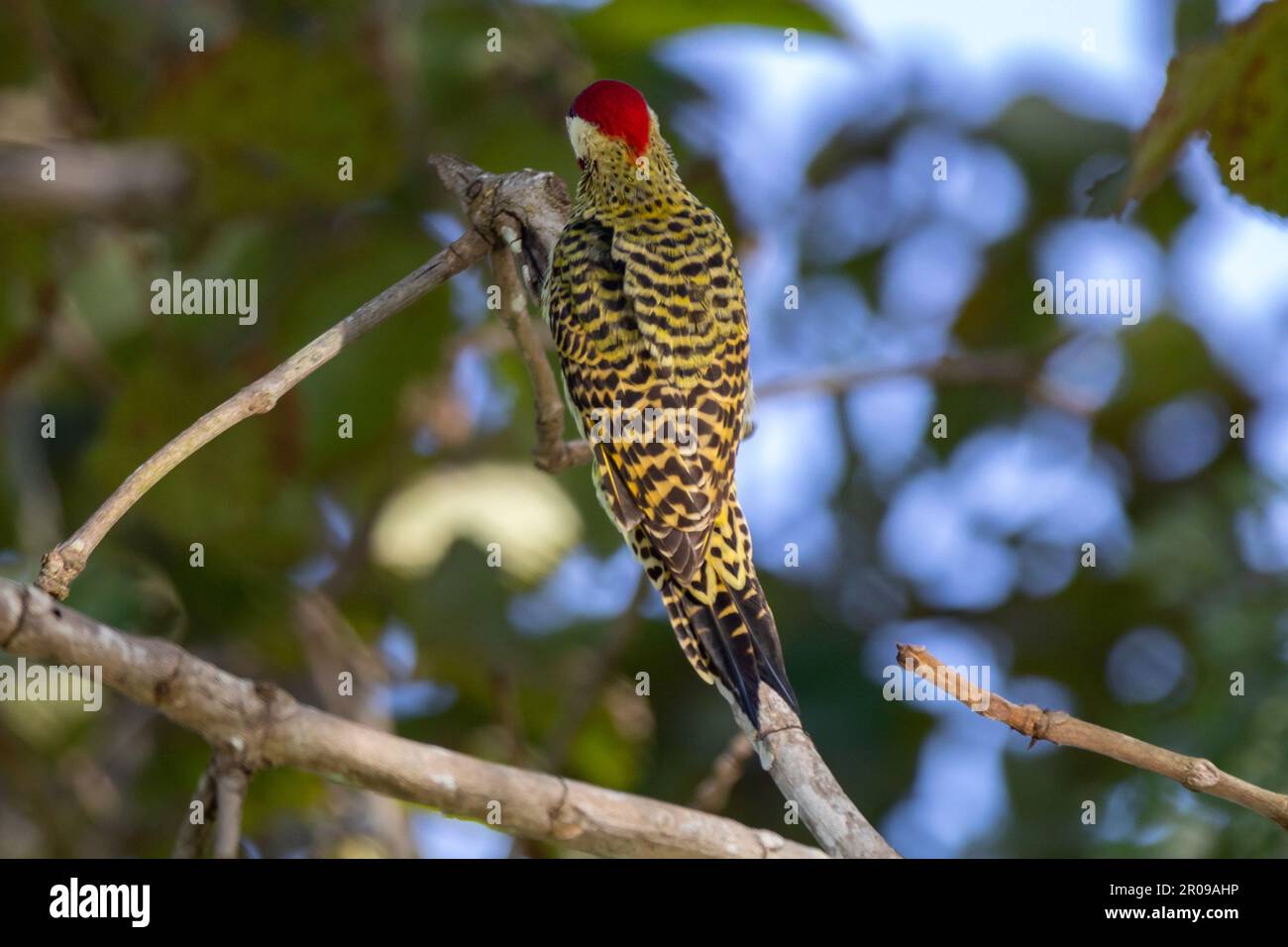 bird of the Picidae family. It is known as woodpecker-carijó or ...