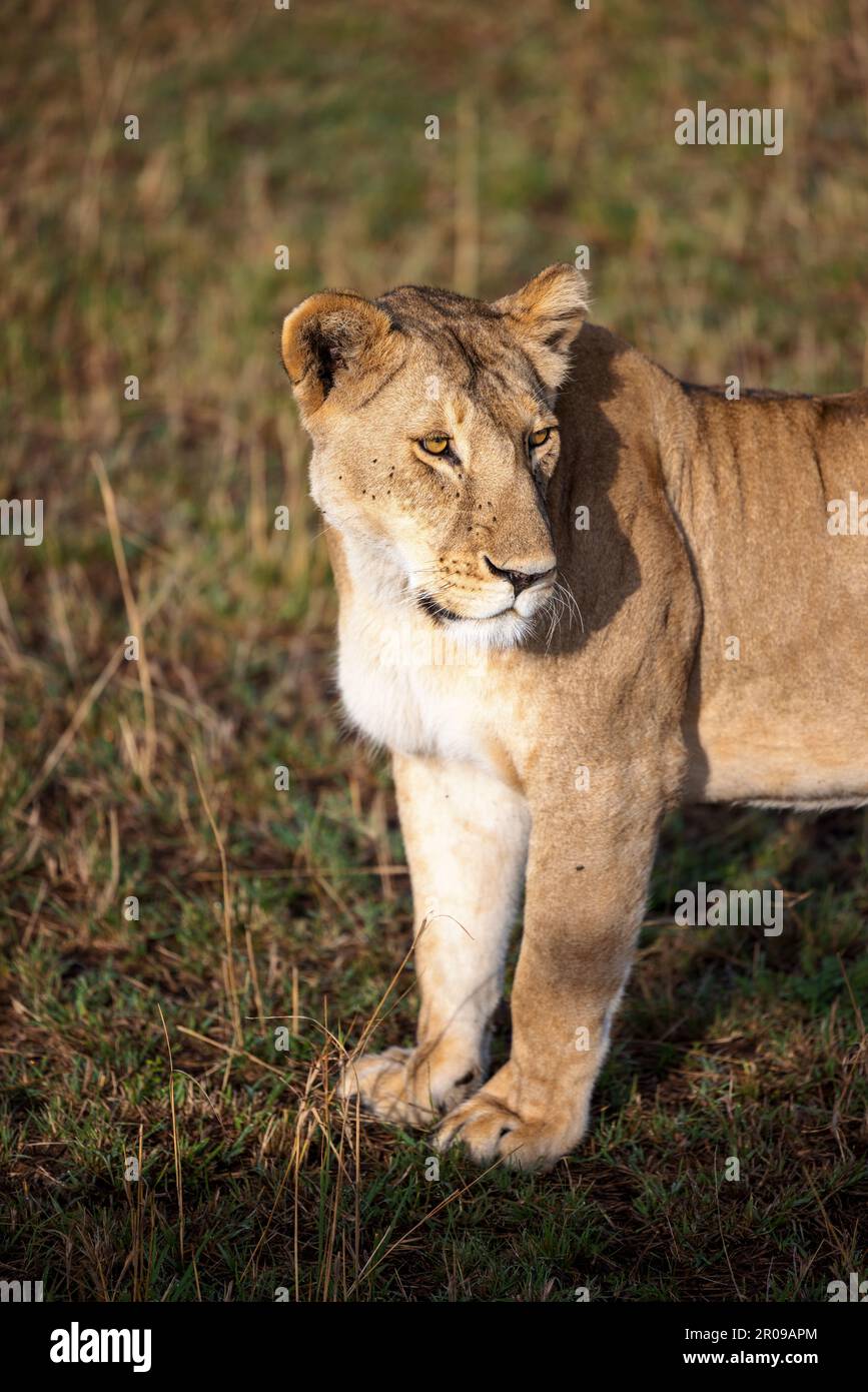 A lioness strides across a sun-drenched savannah, its powerful presence ...