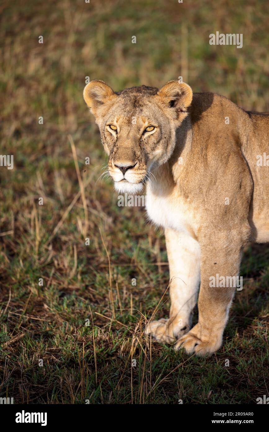 A lioness strides across a sun-drenched savannah, its powerful presence ...