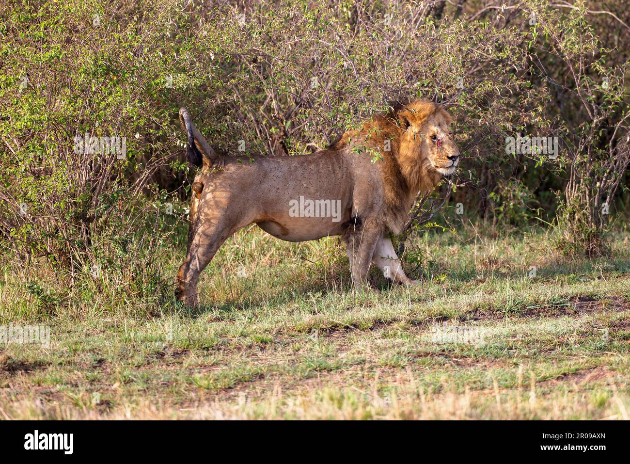 A powerful lion striding across an expansive grassy savannah ...