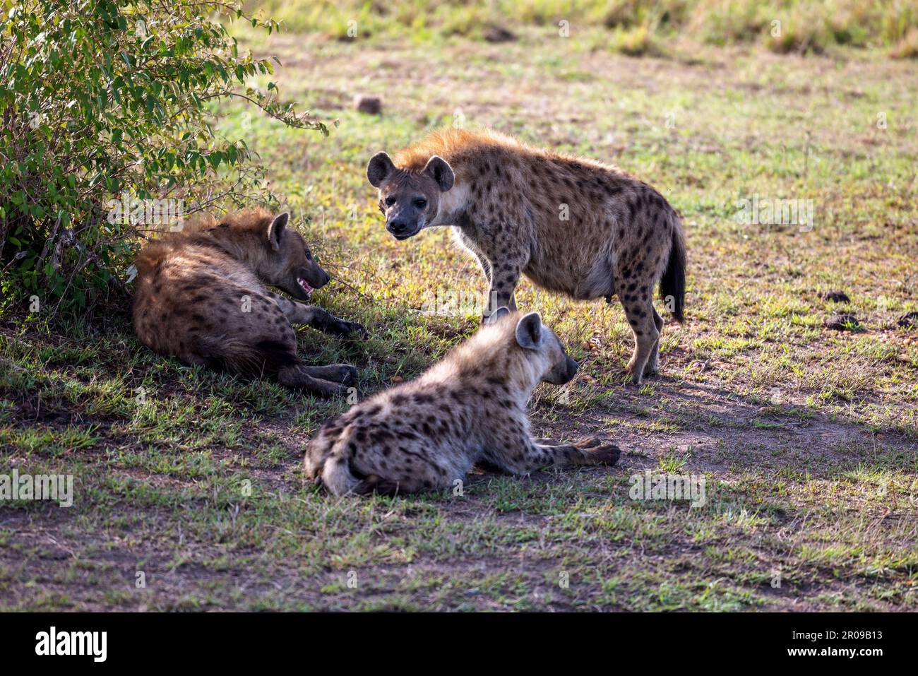A group of spotted hyenas lying in a dirt-path in a savanna surrounded ...