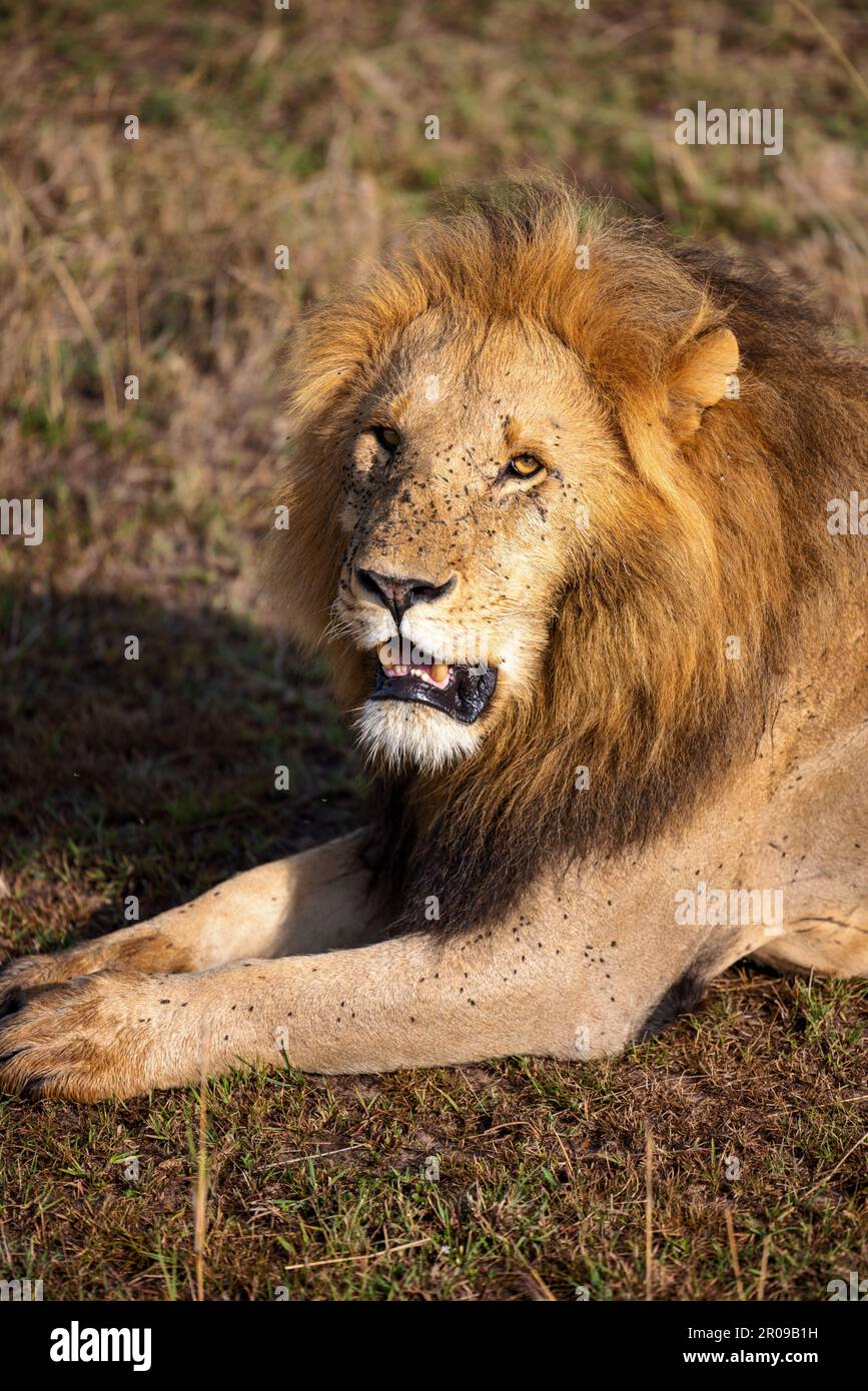A powerful lion striding across an expansive grassy savannah ...