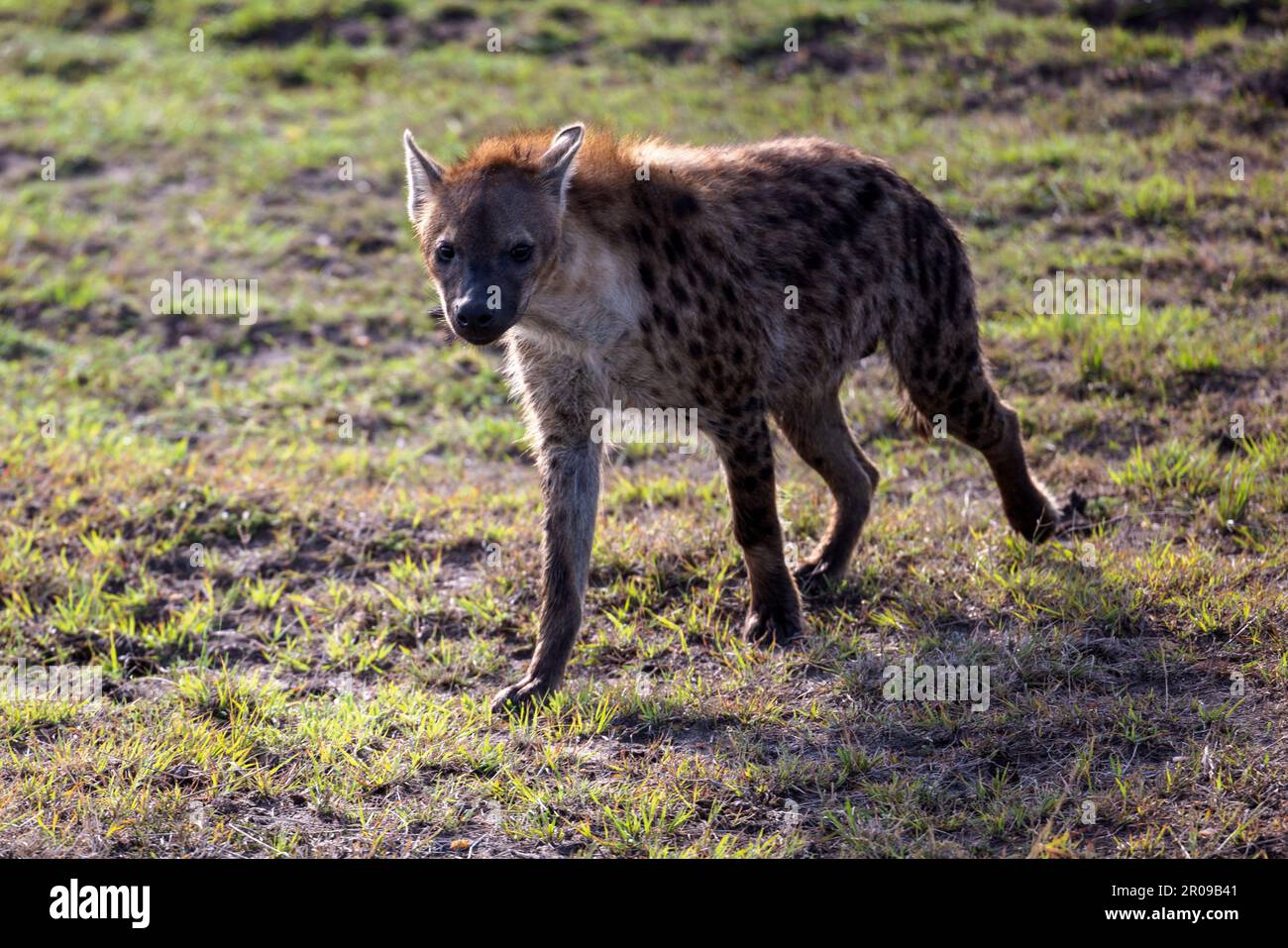 A spotted hyena stands in a grassy park near a small shallow pool of ...