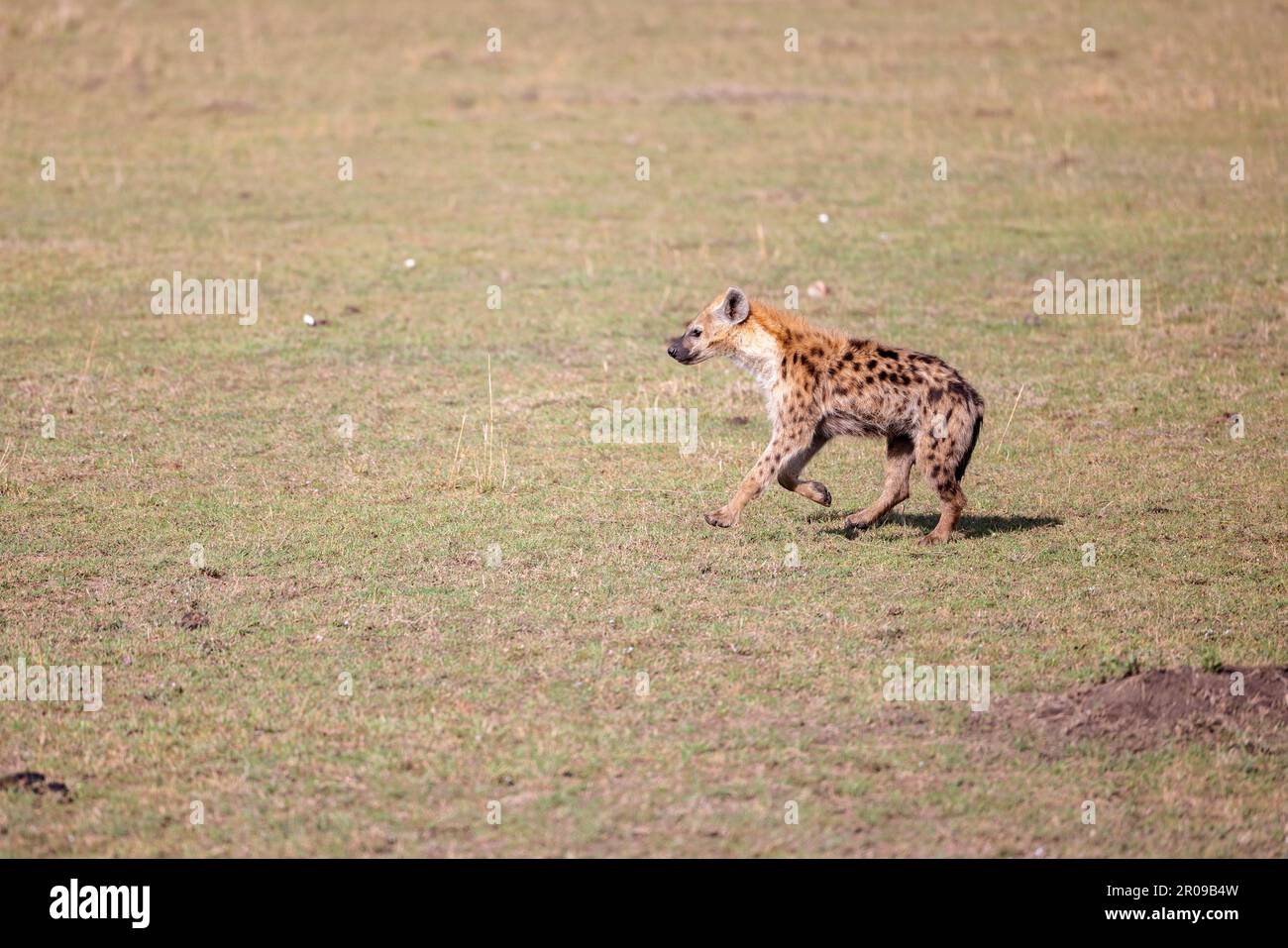 A spotted hyena standing in a field in a savanna surrounded by trees ...