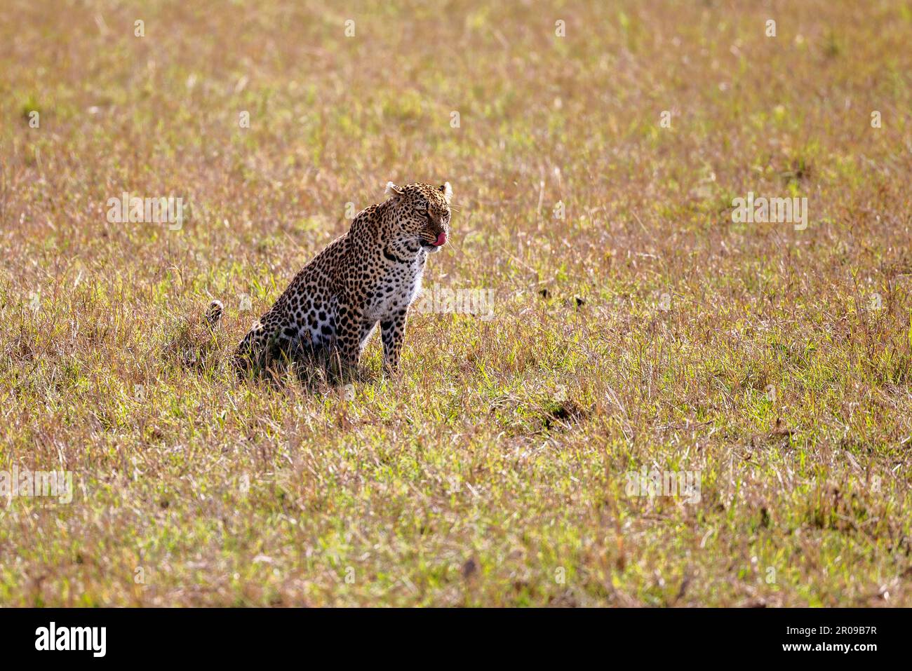 Majestic cheetah confidently striding across a stunning savannah ...