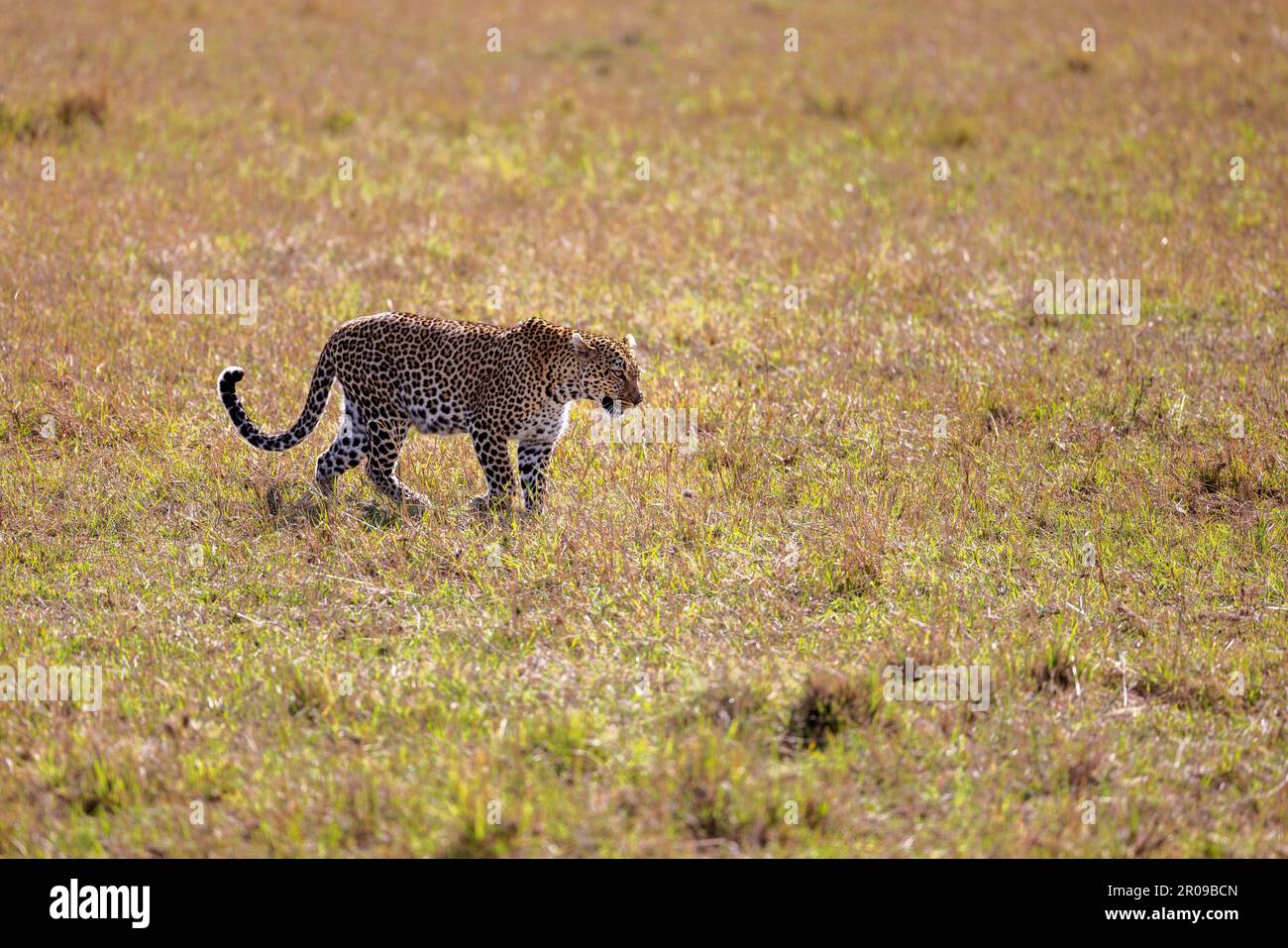 A wild cheetah strides across a savannah landscape illuminated by the ...