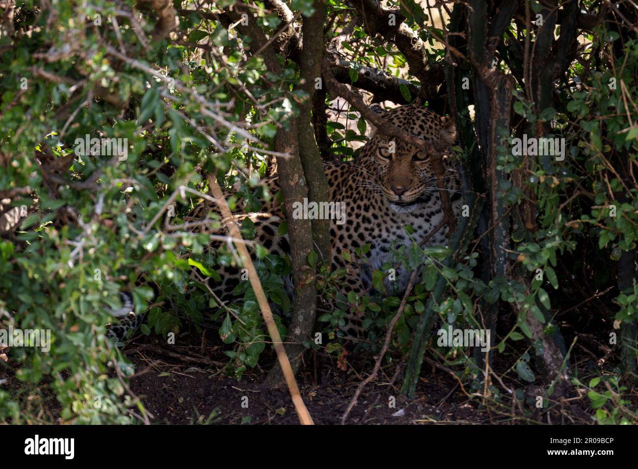 A beautiful leopard is resting in the shade of a tree its spotted fur ...