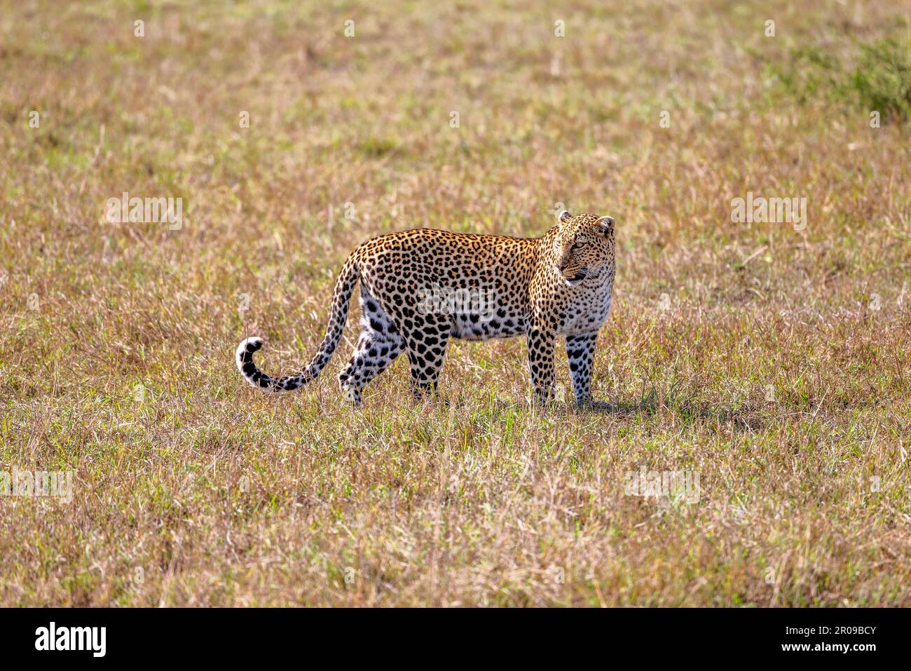 Cheetah striding hi-res stock photography and images - Alamy