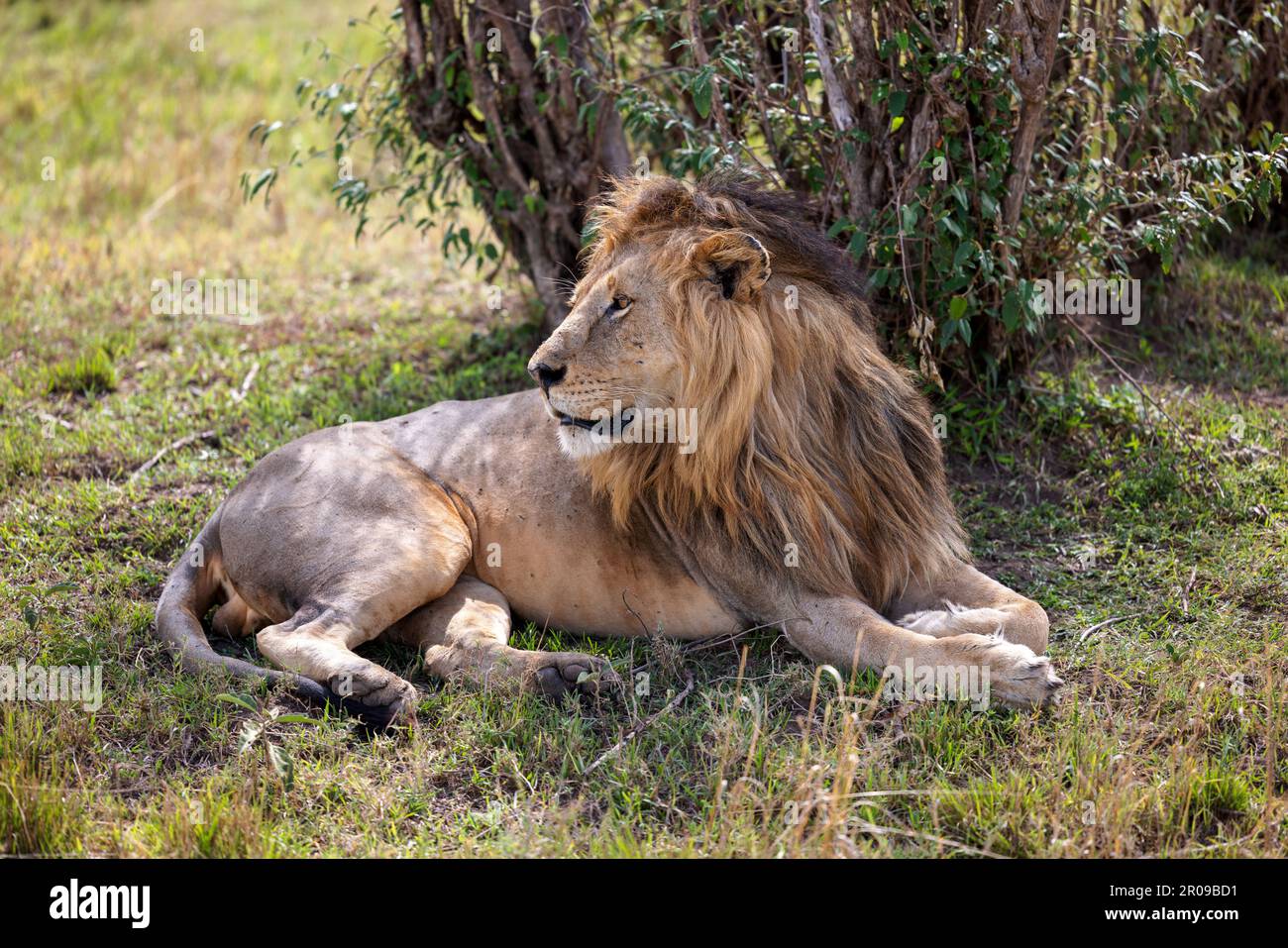 A powerful lion lying in a grassy savannah, surrounded by a verdant ...