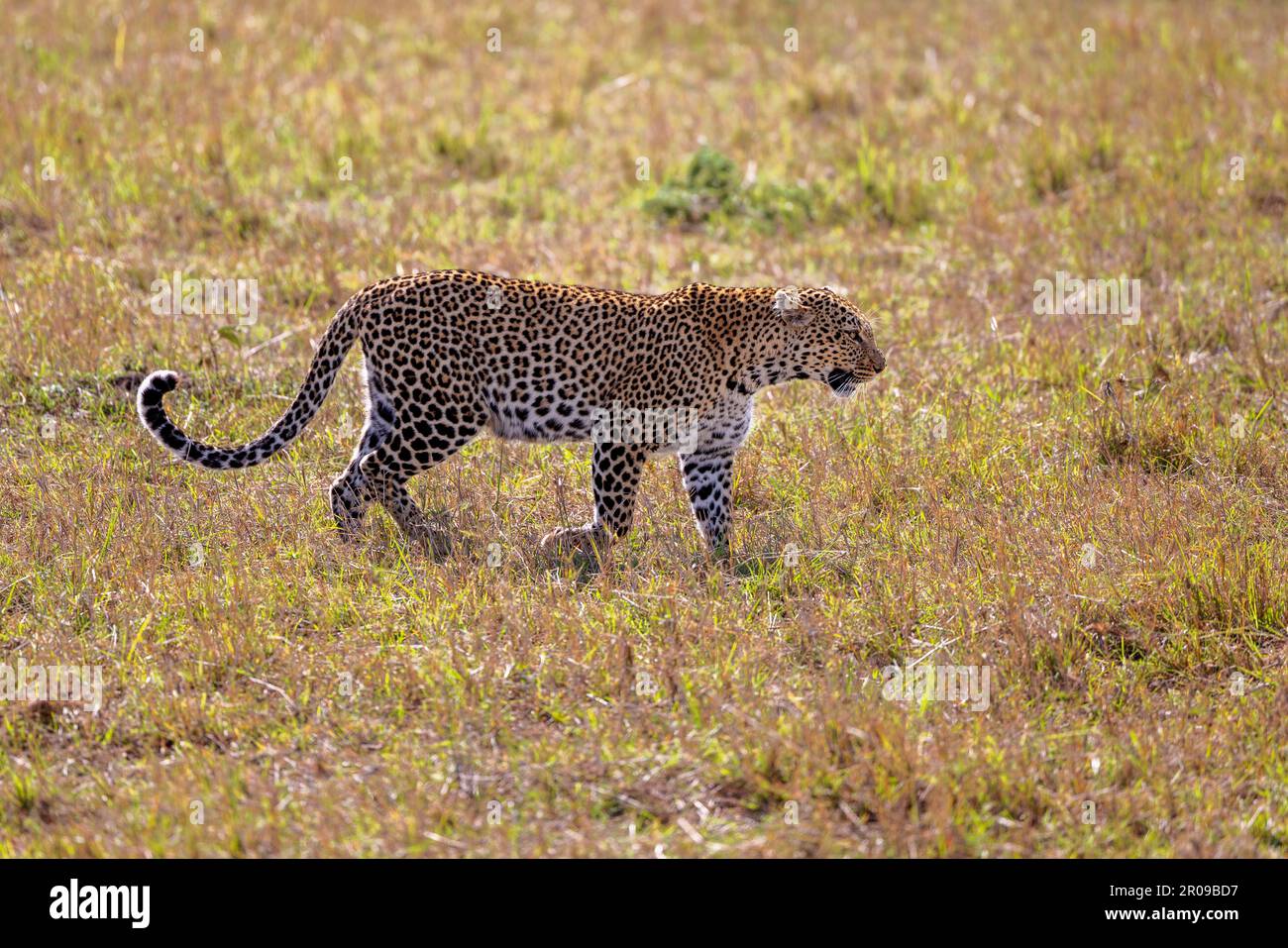 Majestic cheetah confidently striding across a stunning savannah ...