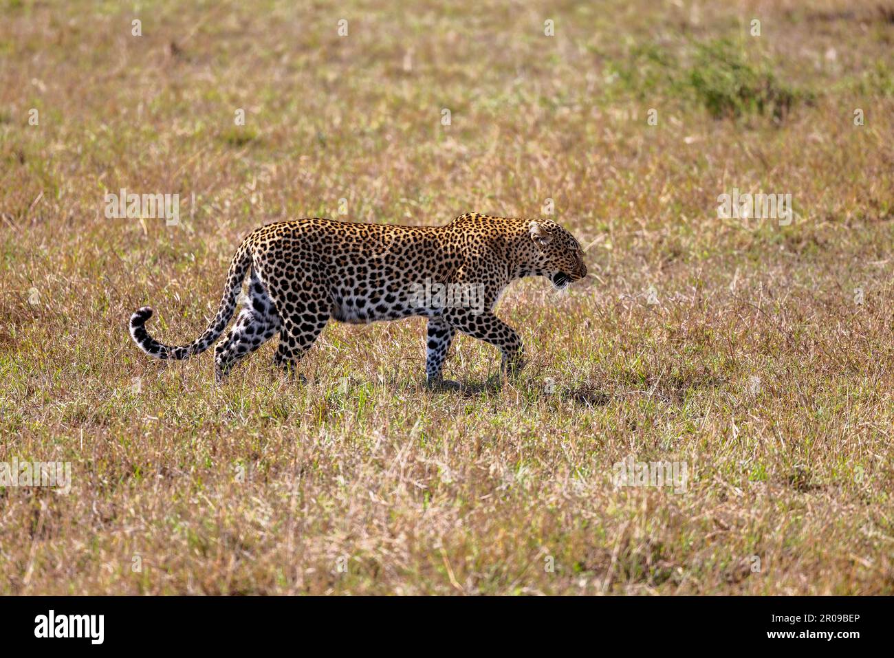 Majestic cheetah confidently striding across a stunning savannah ...