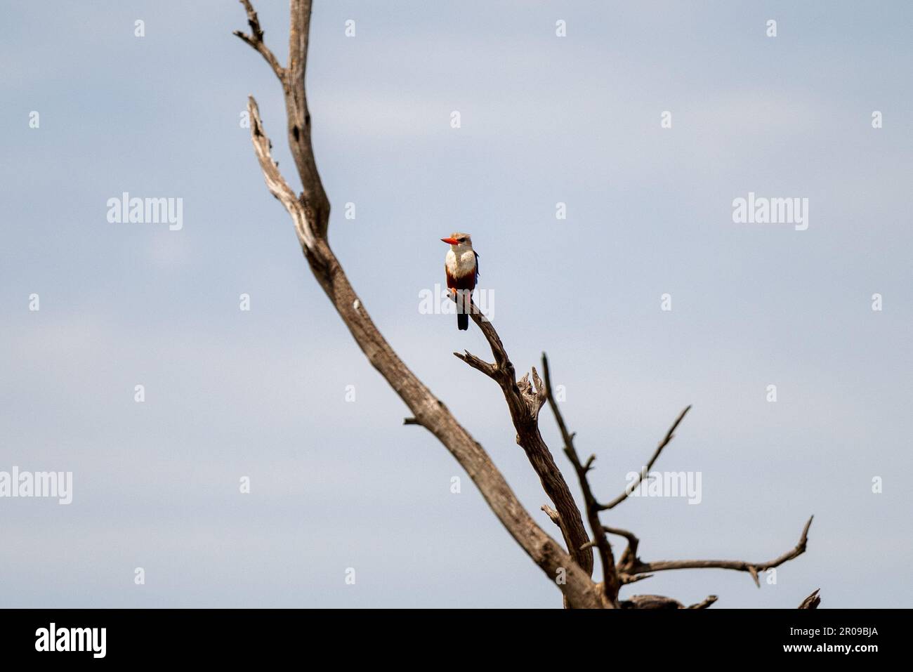 A white-throated kingfisher perched atop a barren tree branch with the ...