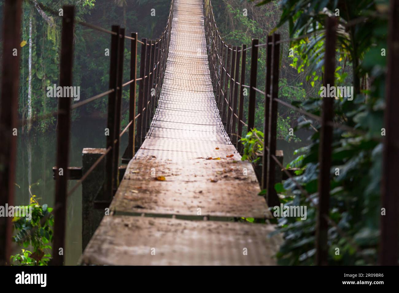 Suspension bridge in jungle, Sri Lanka Stock Photo - Alamy