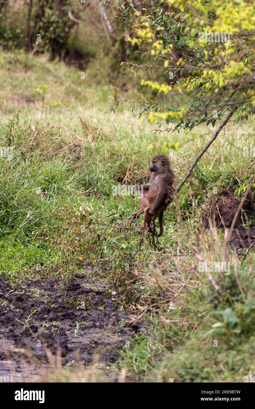 A baboon walking along a path through a grassy area with trees in the ...