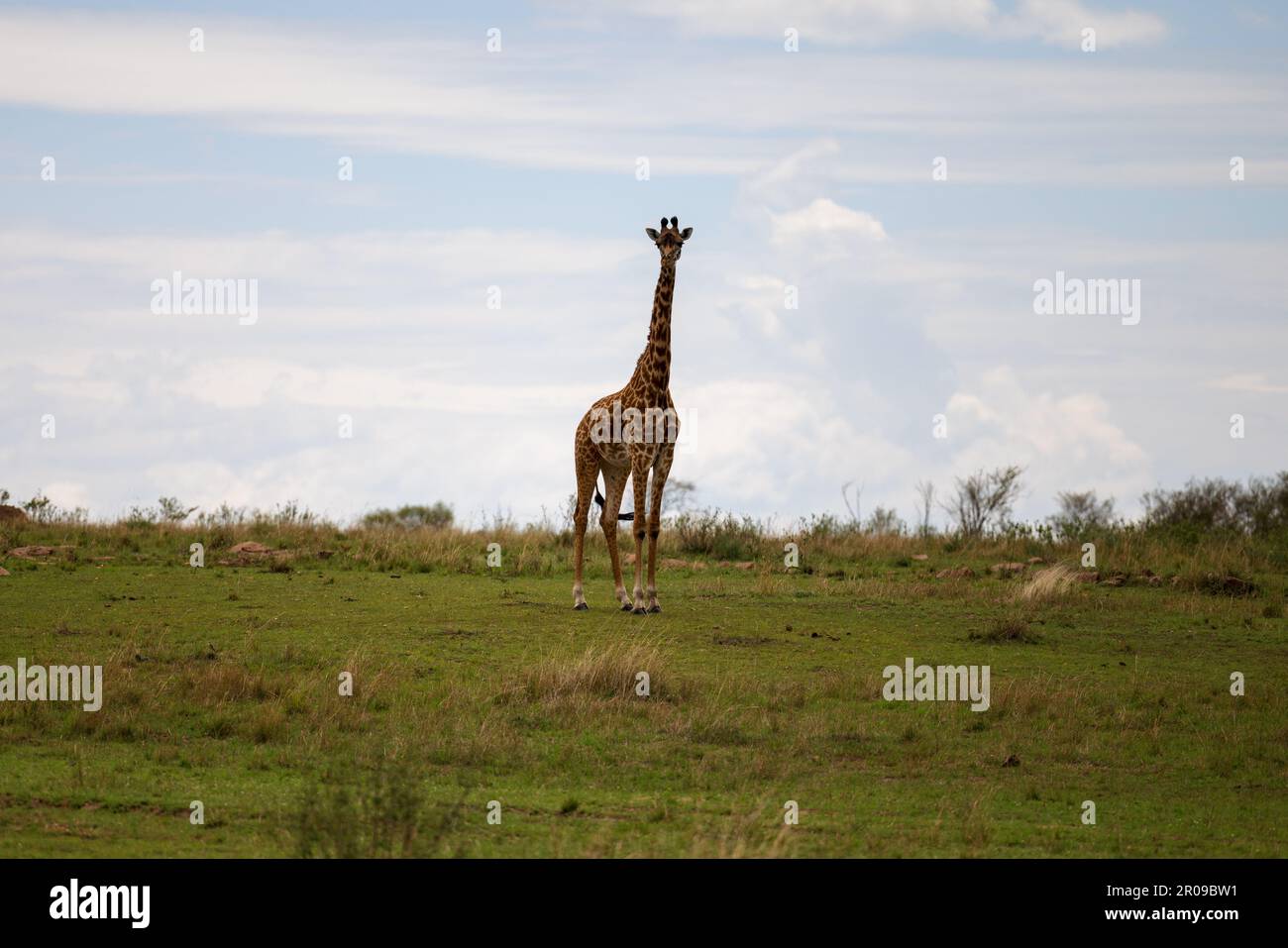An African giraffe stands in a grassy field with the cloudy blue sky in ...