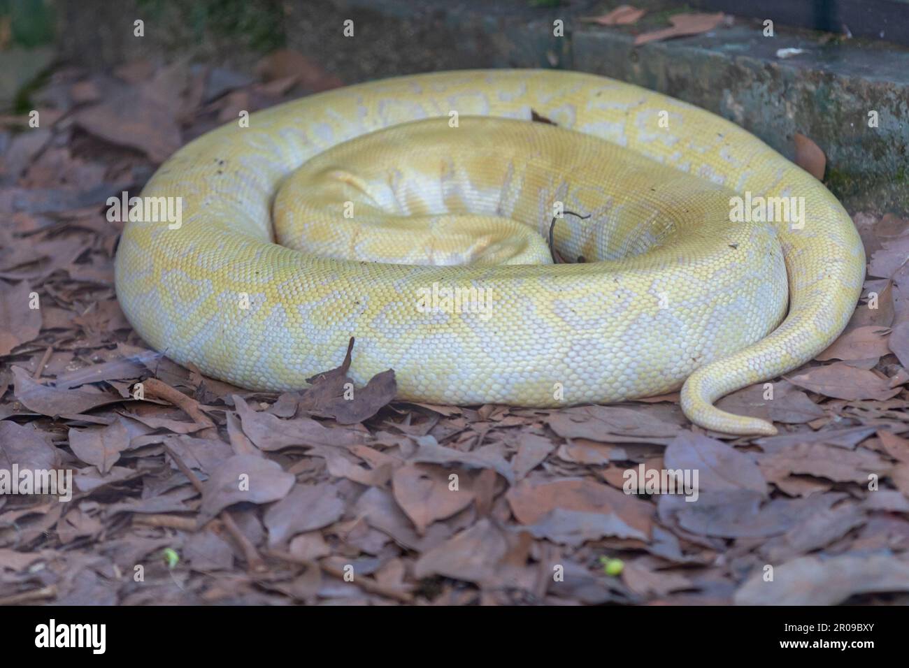 The Burmese Python is a small albino snake that is very agile in ...