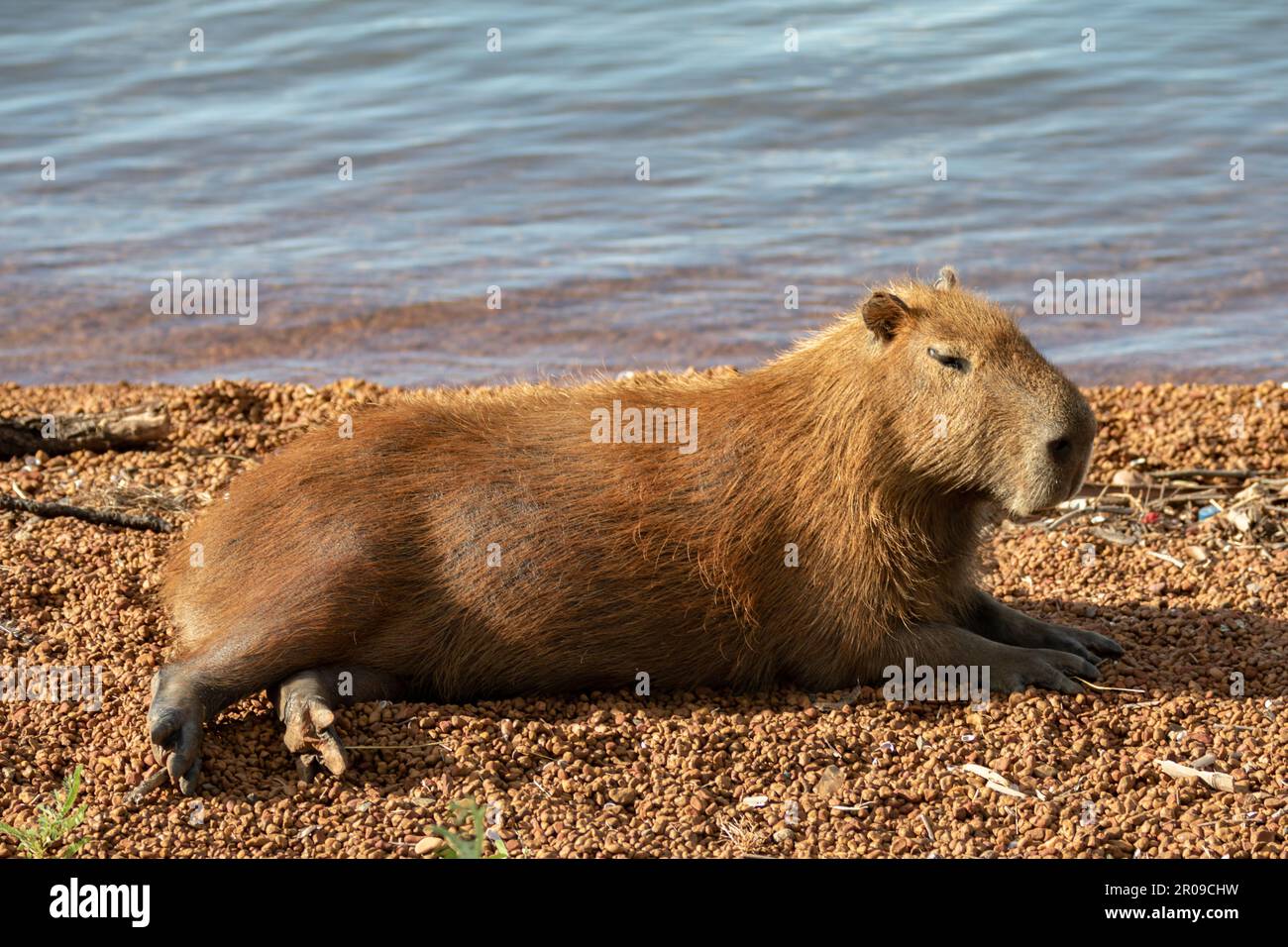 South American capybara rm closeup and selective focus Stock Photo - Alamy