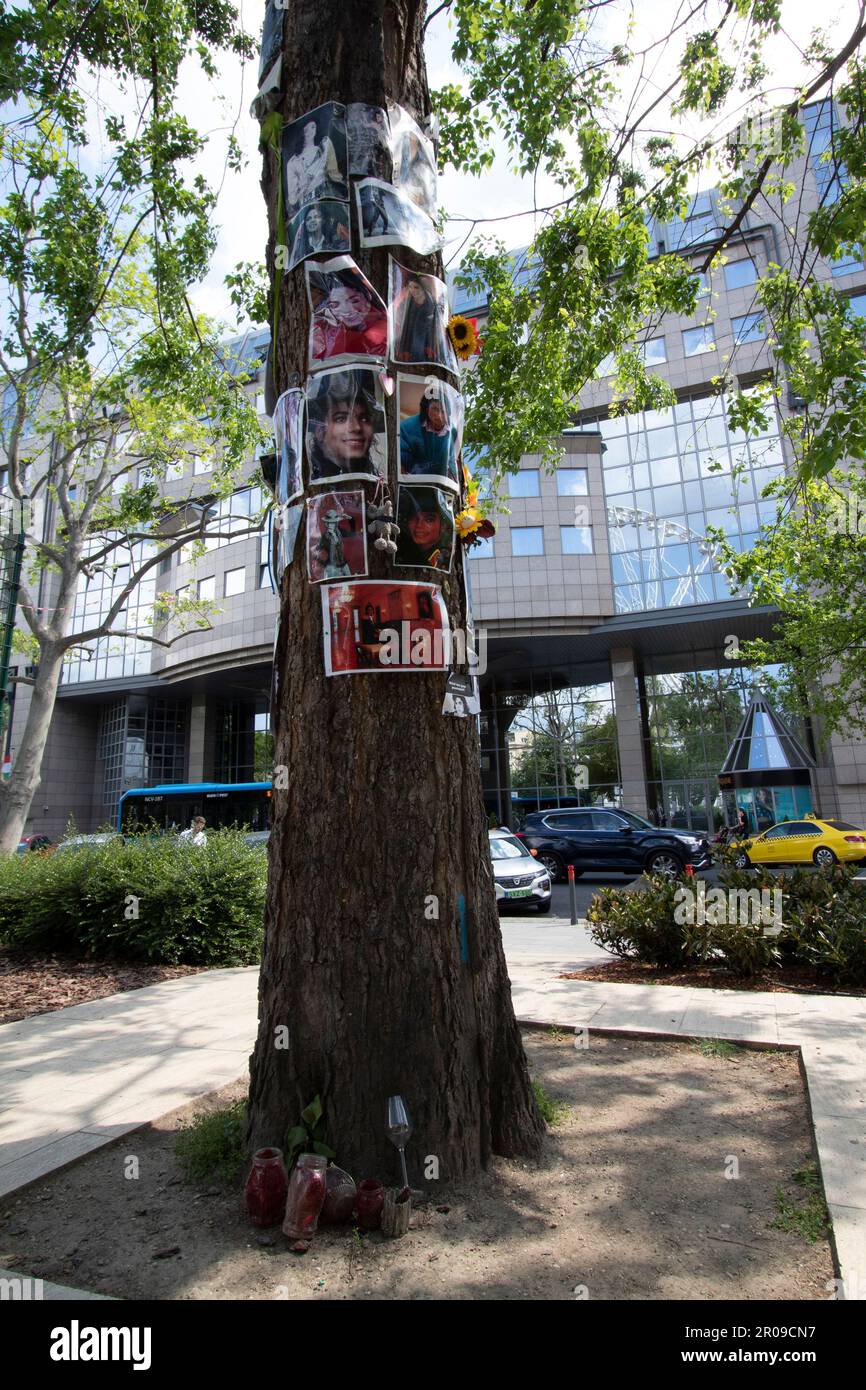 Michael Jackson Memorial Tree opposite the Kempinski Hotel, Budapest ...