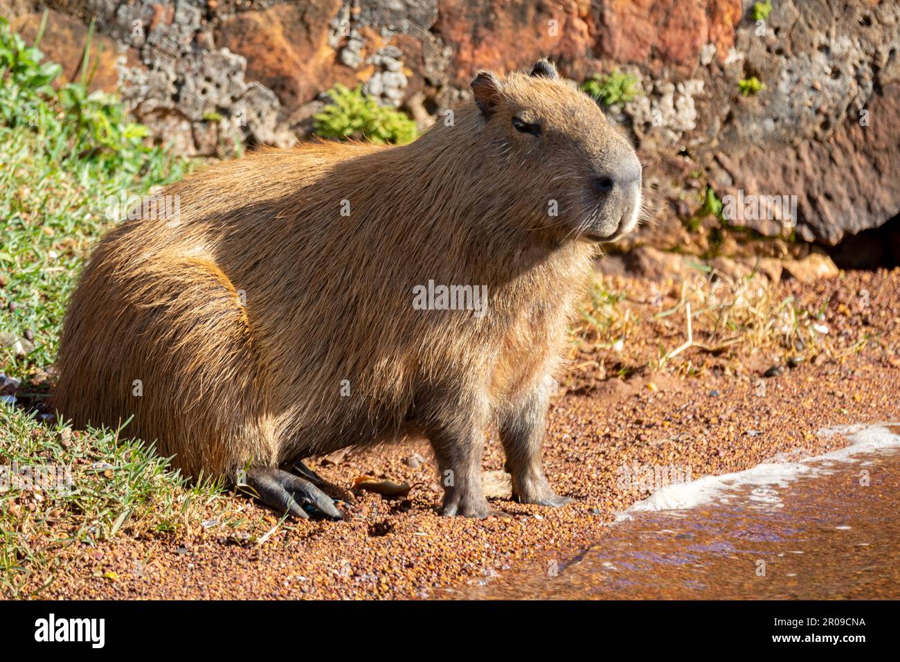 South American capybara rm closeup and selective focus Stock Photo - Alamy