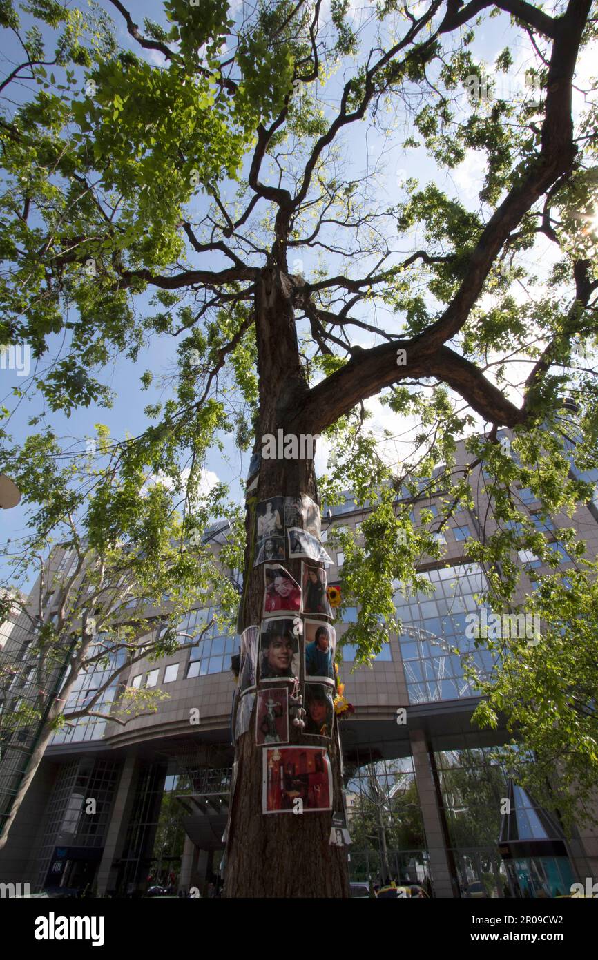 Michael Jackson Memorial Tree opposite the Kempinski Hotel, Budapest ...