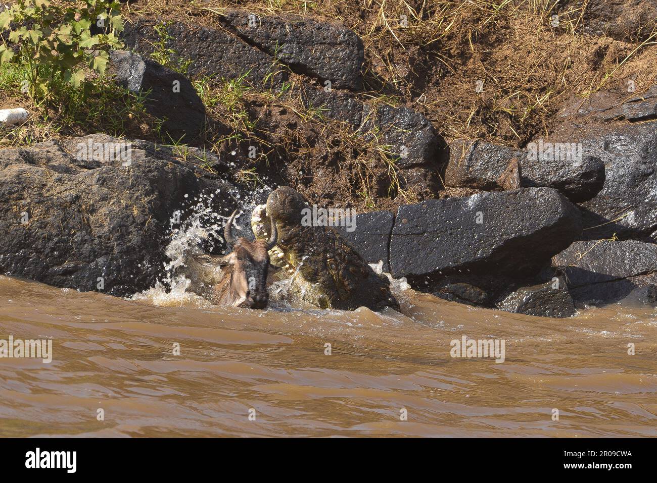 African apex predators hi-res stock photography and images - Alamy