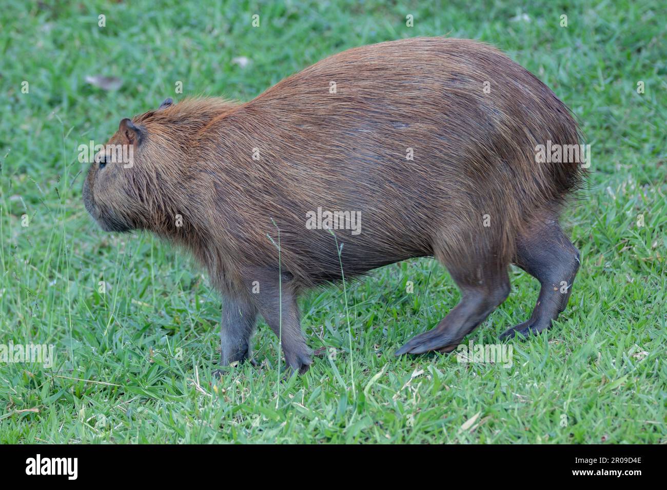South American capybara rm closeup and selective focus Stock Photo - Alamy