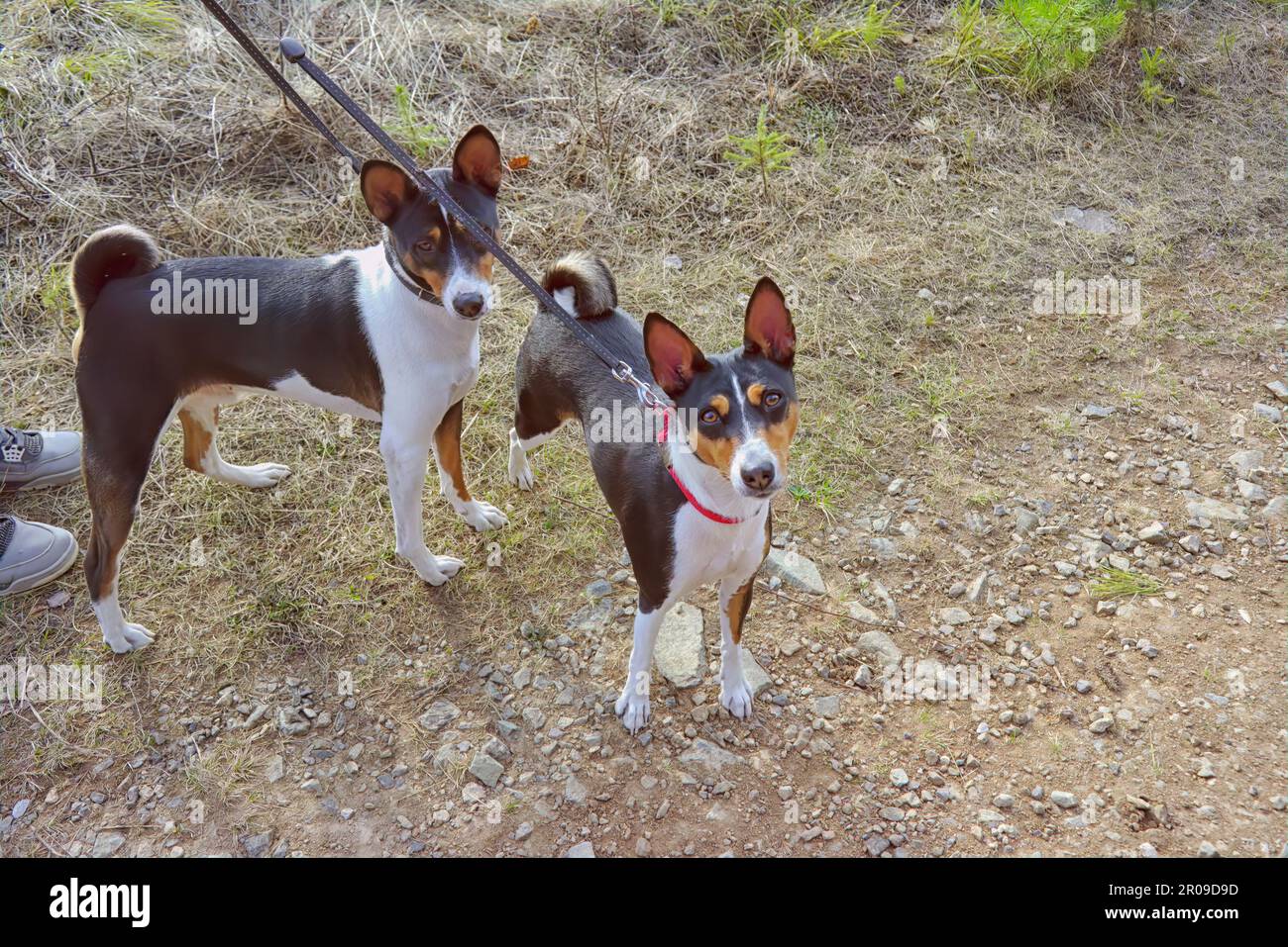 Basenji Tricolor Mix