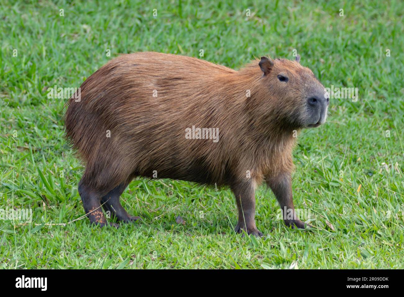 South American capybara rm closeup and selective focus Stock Photo - Alamy