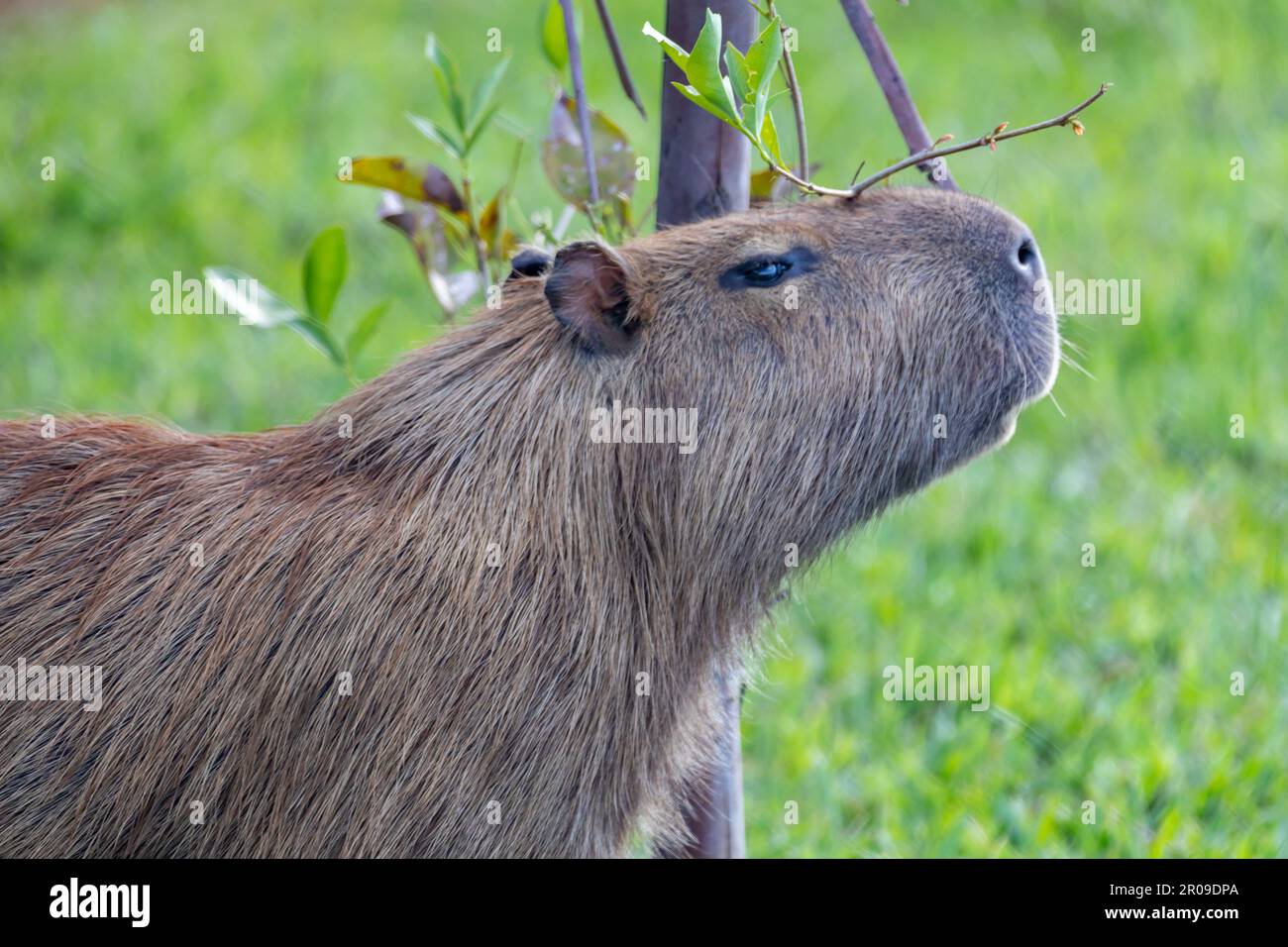 South American capybara rm closeup and selective focus Stock Photo - Alamy