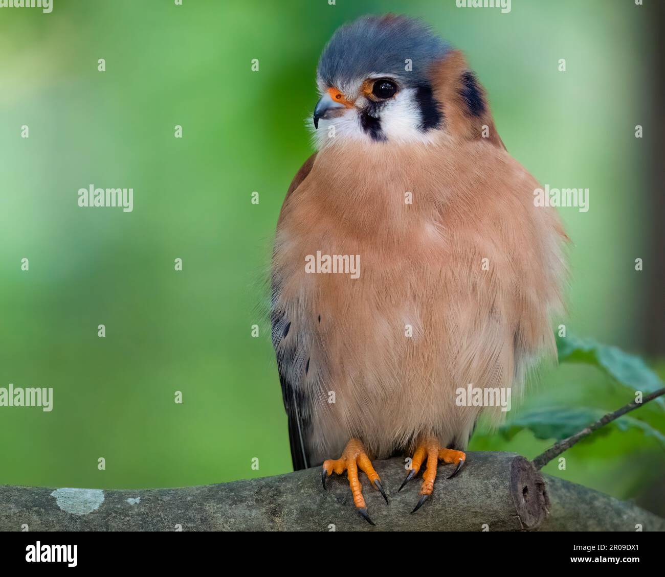 Small kestrel hi-res stock photography and images - Alamy