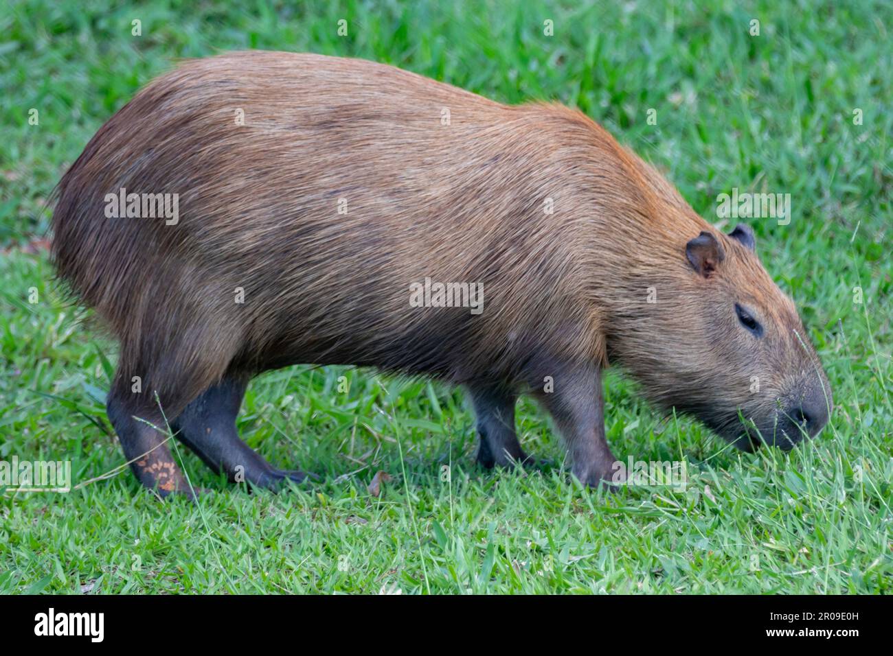 South American capybara rm closeup and selective focus Stock Photo - Alamy