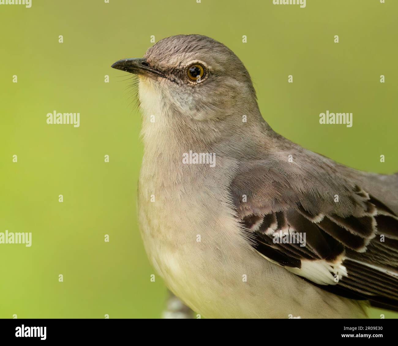 A northern mockingbird portrait Stock Photo - Alamy