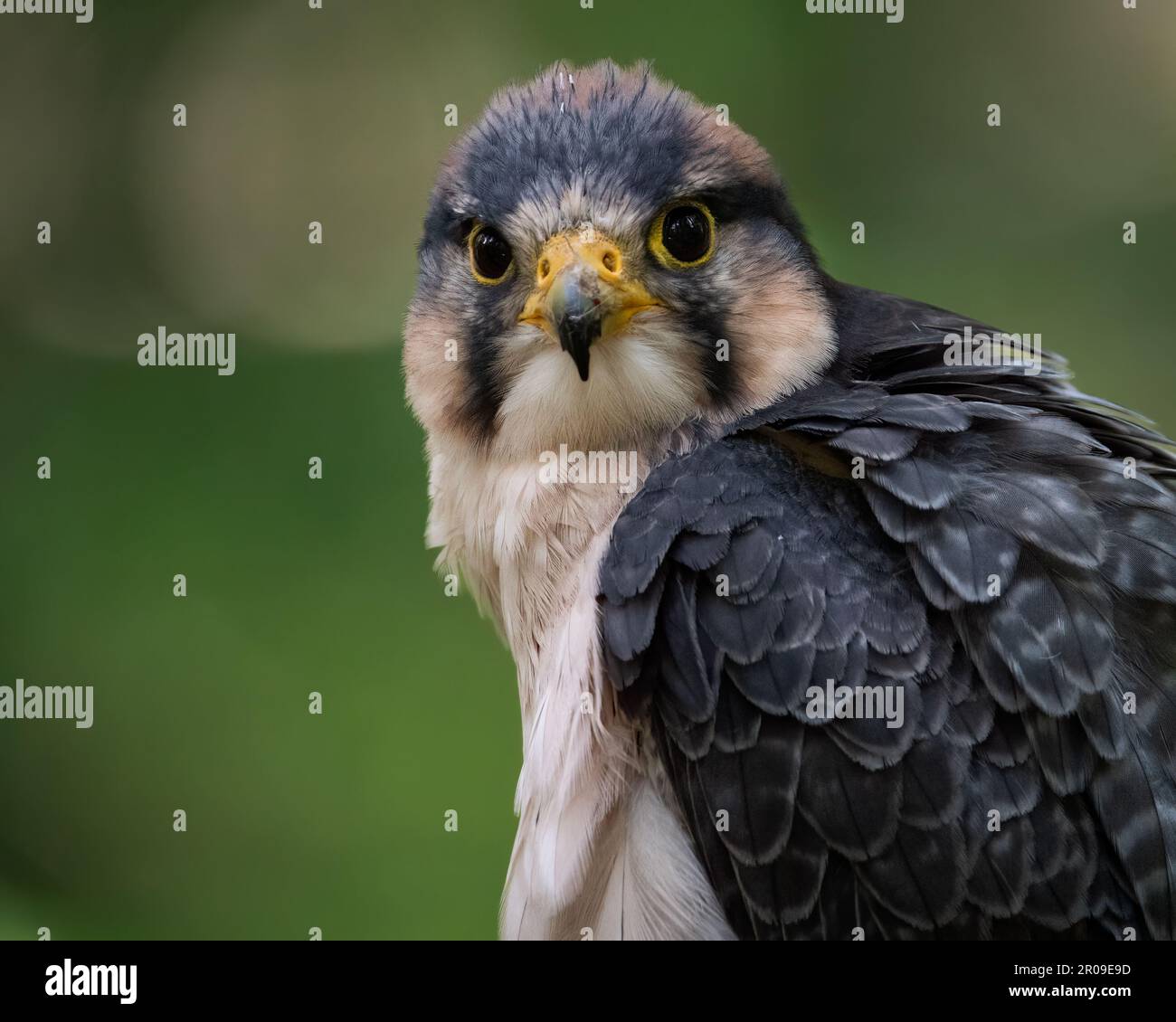 Falcon wing spread hi-res stock photography and images - Alamy