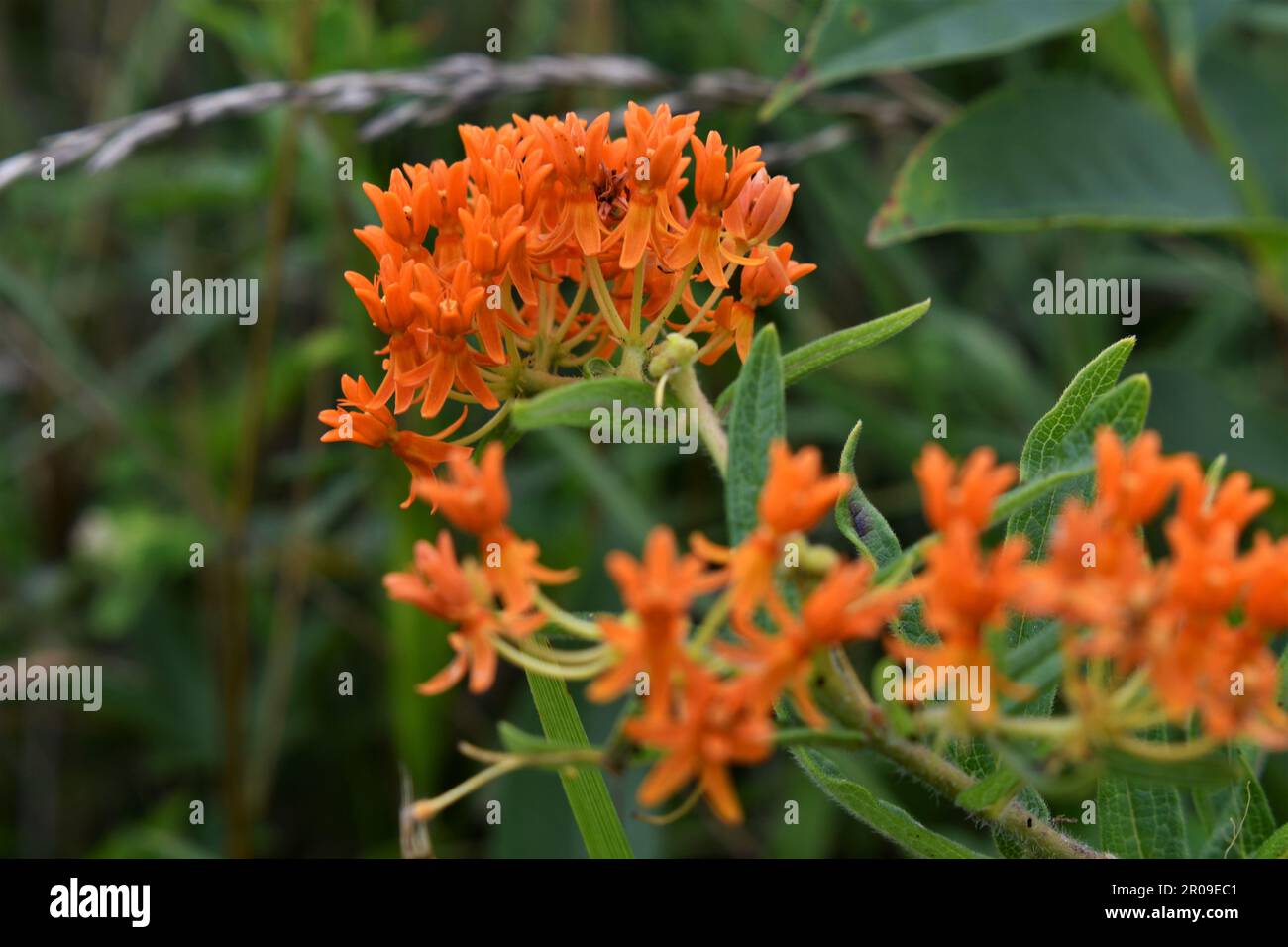 Closeups of orange butterfly weed Stock Photo - Alamy