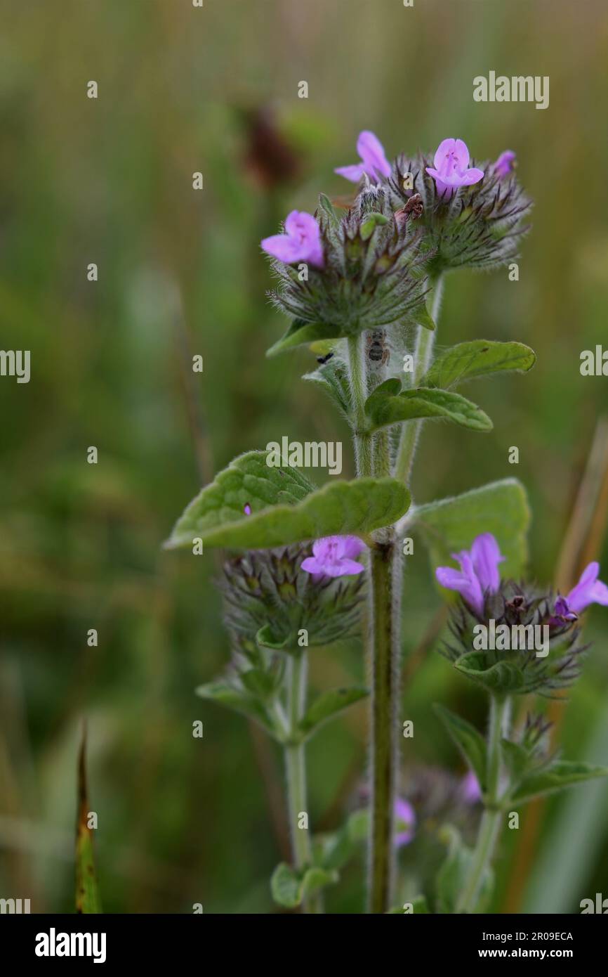 One stalk hi-res stock photography and images - Alamy