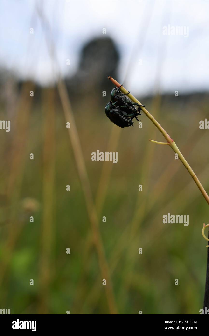 Dead stalk hi-res stock photography and images - Alamy