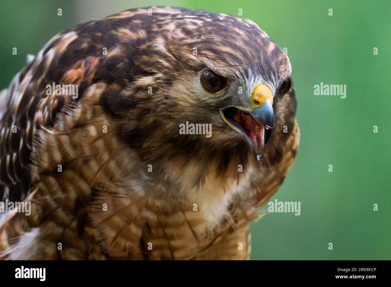 A red-shoulderd hawk with is mouth open Stock Photo - Alamy