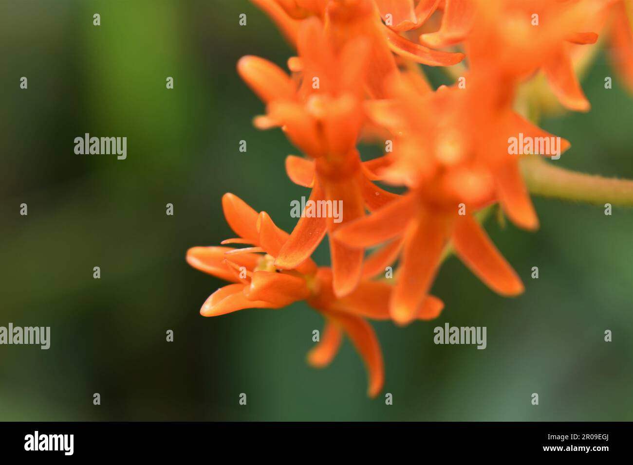 Closeups of orange butterfly weed Stock Photo - Alamy