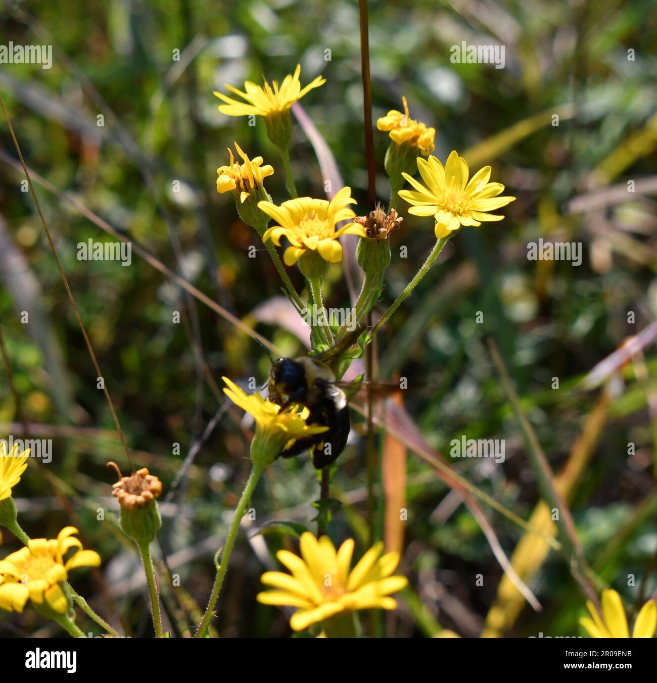 Yellow flowers in field virginia hi-res stock photography and images ...