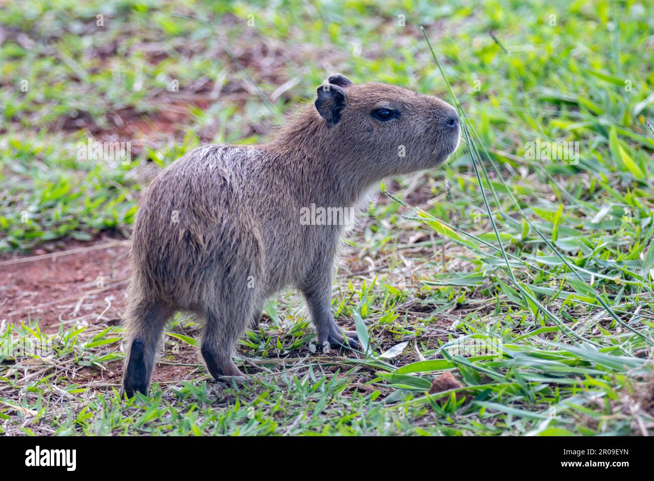 South American capybara rm closeup and selective focus Stock Photo - Alamy