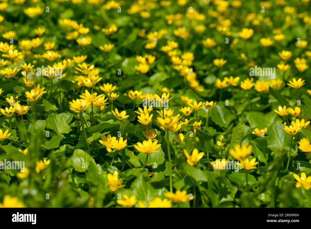 A field of yellow spring flowers of lesser celandine in May Stock Photo ...