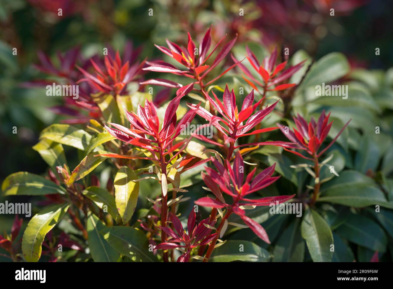 Fresh new bright red spring growth of Pieris japonica, also known as ...