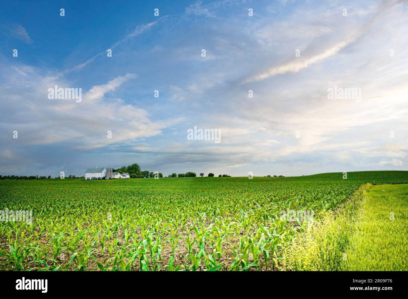 An early season corn crop emerges from the land on a farm in rural ...