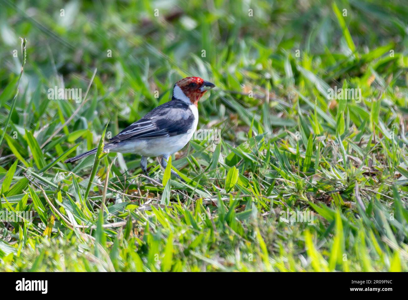 Picture of a beautiful Red-cowled Cardinal bird! (Paroaria dominicana ...
