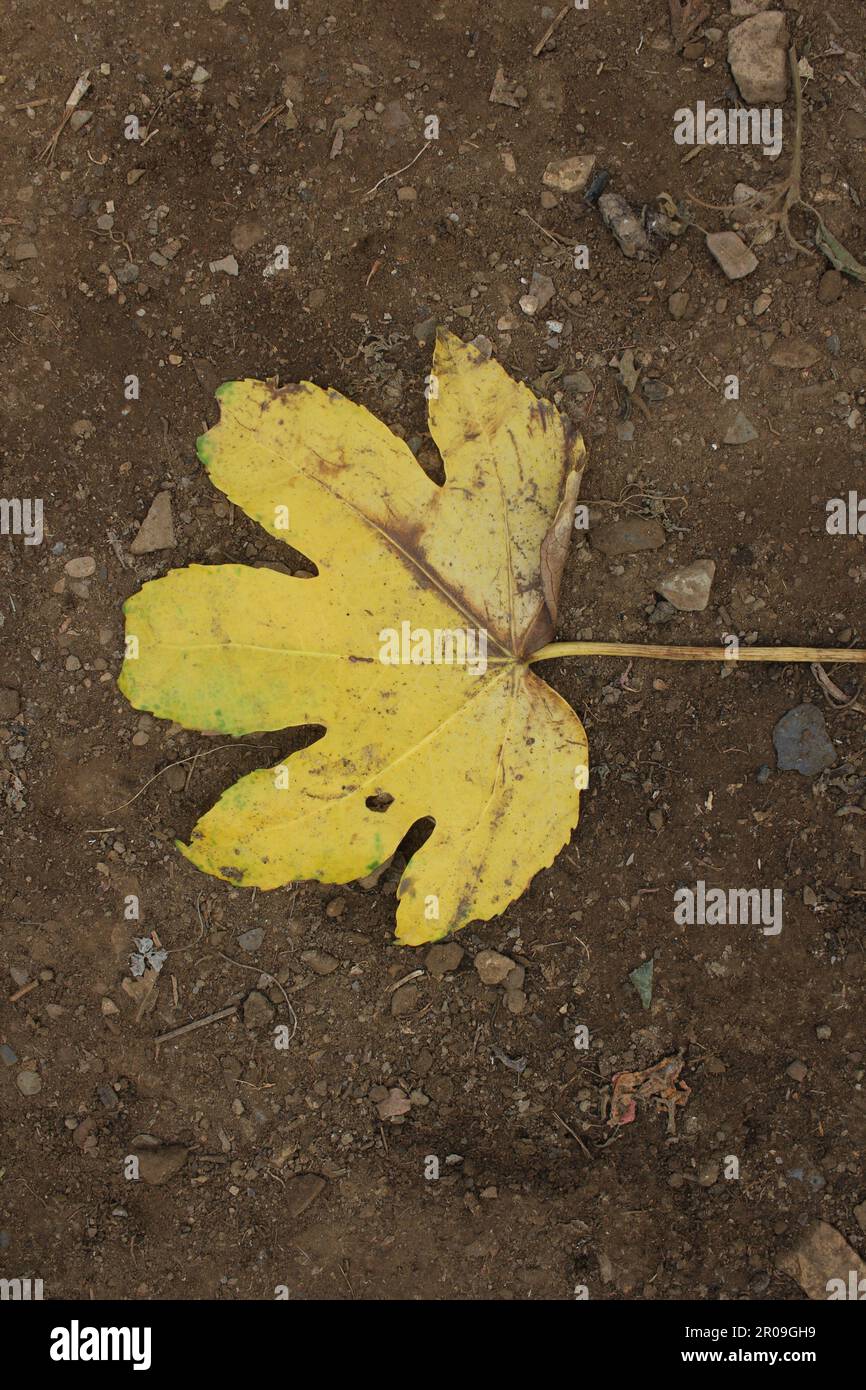 a leaf is on the ground in autumn Stock Photo - Alamy