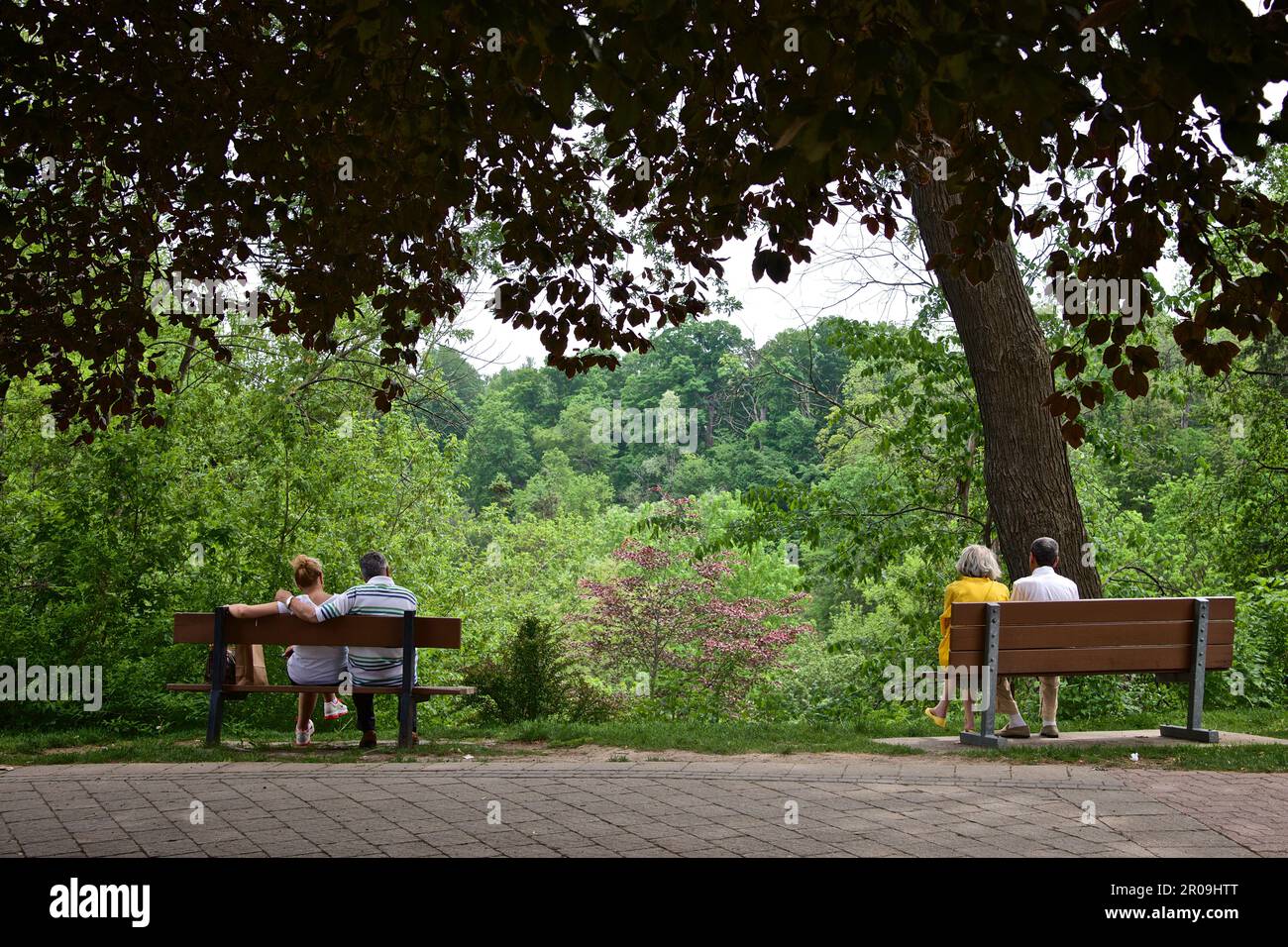 Rear view of couples sitting on the park bench in the public park Stock ...