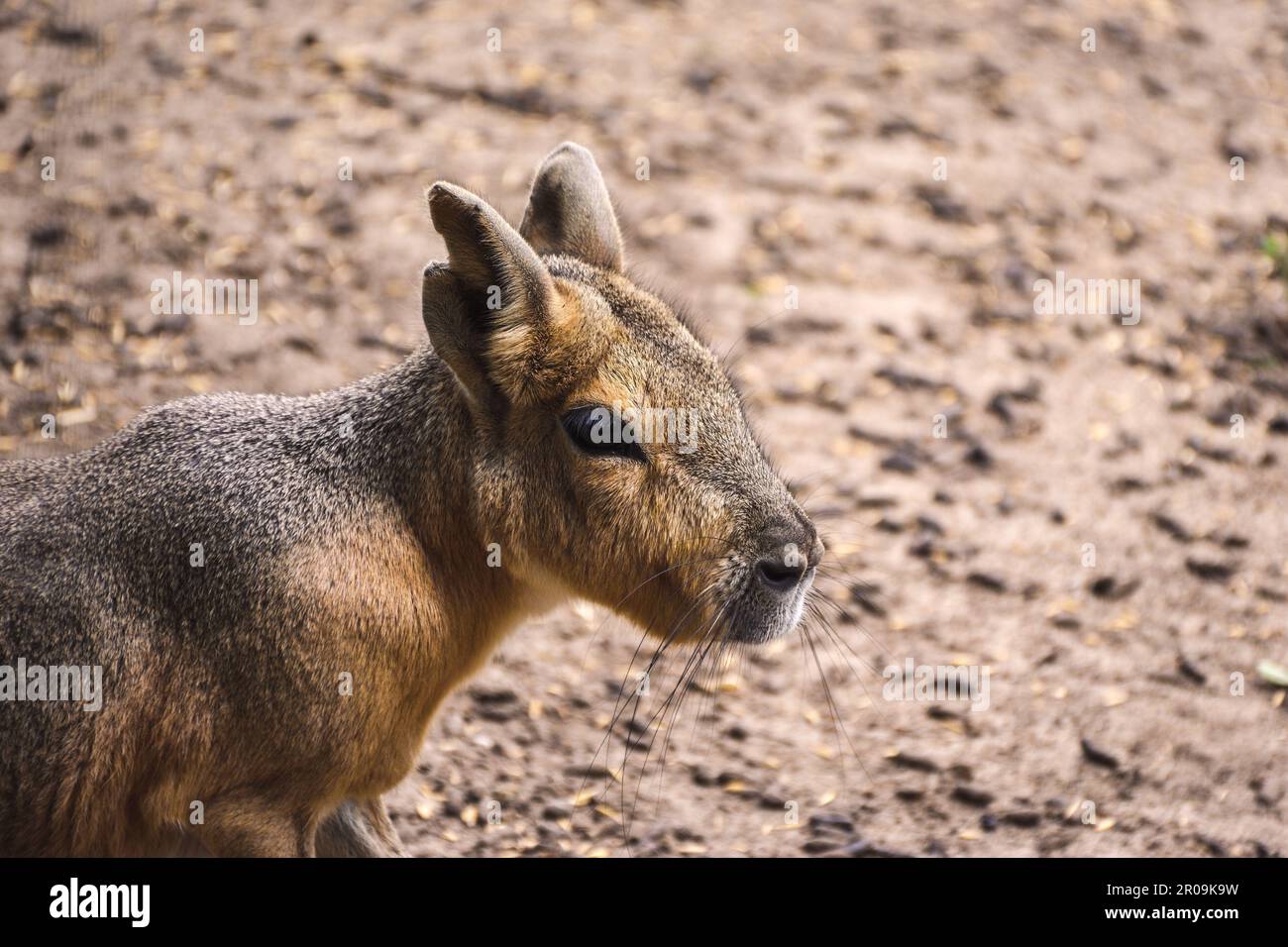 Portrait lovely Patagonian Mara. Dolichotis patagonum with blurred ...